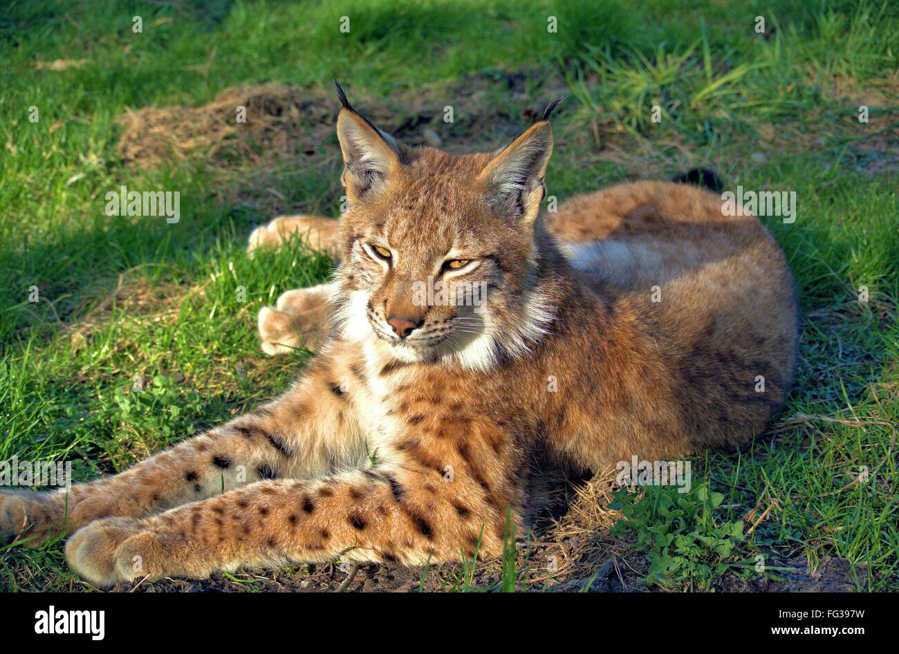 Lynx Lying On Grass Stock Photo - Alamy