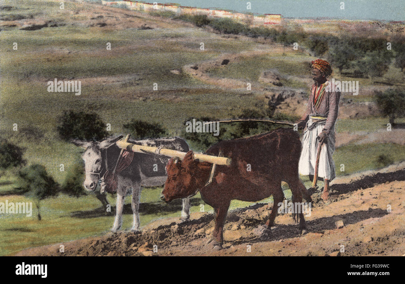 HOLY LAND: FARMER. /nA farmer plowing a field with a donkey and a cow ...
