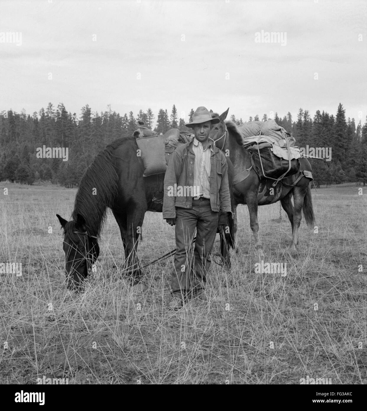 IDAHO: BASQUE SHEEP HERDER. /nA Basque sheep herder with pack horses ...