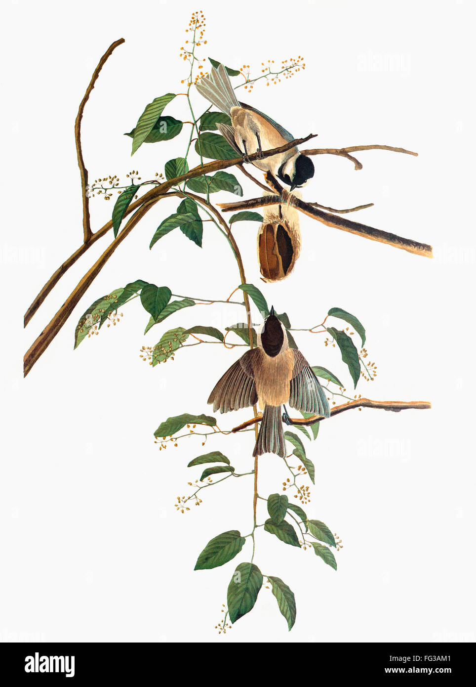 AUDUBON: CHICKADEE. /nCarolina Chickadee (Parus carolinensis ...