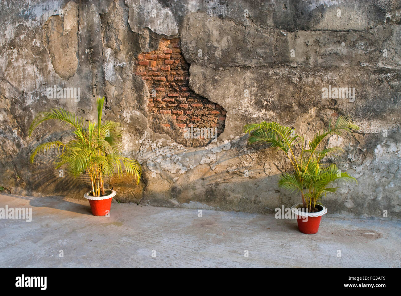 Green plants in red pots at Barren wall ; Dhaka ; Bangladesh Stock ...