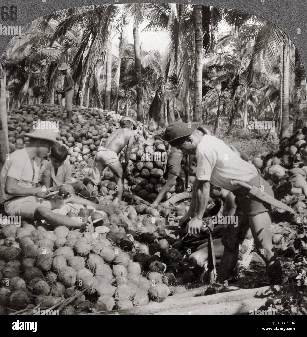 PHILIPPINES: COCONUTS. /n'Husking coconuts - familiar scene in the ...