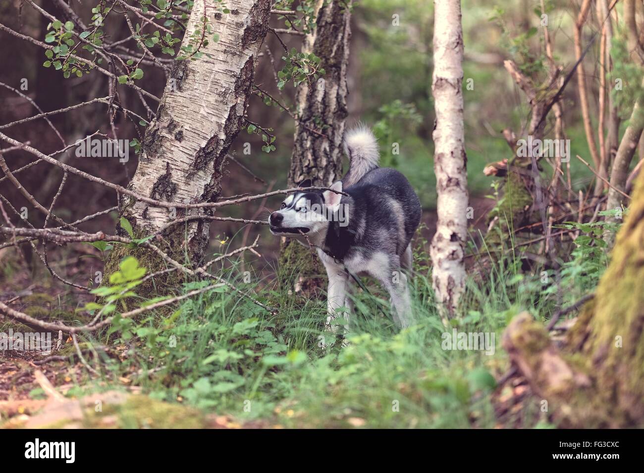 Biting animal hi-res stock photography and images - Alamy