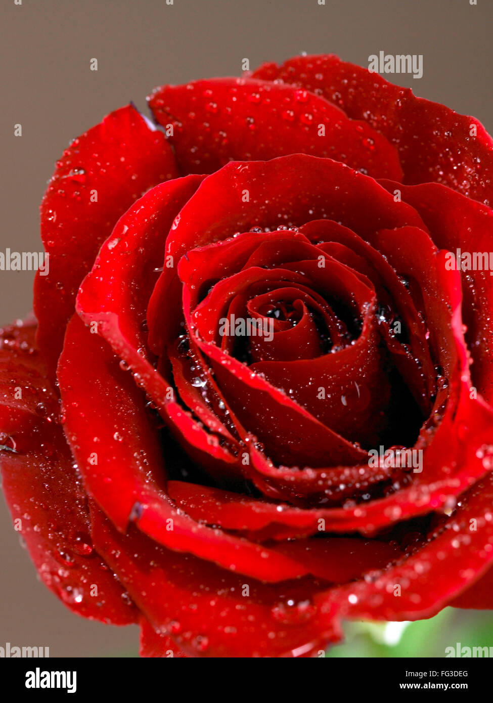 Red rose flower on brown background Stock Photo - Alamy