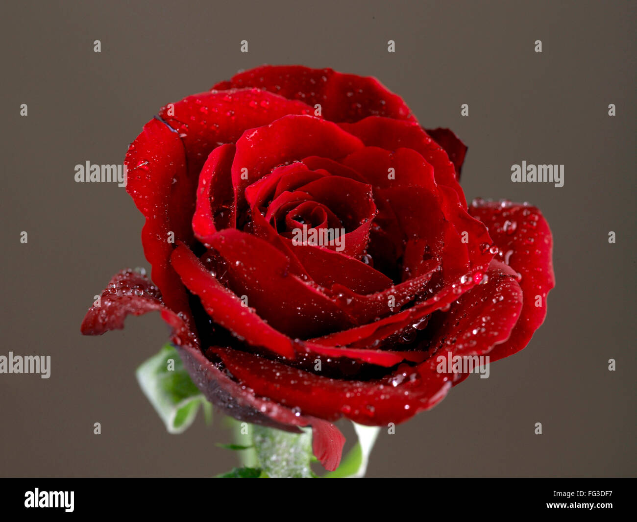 Brown rose hi-res stock photography and images - Alamy