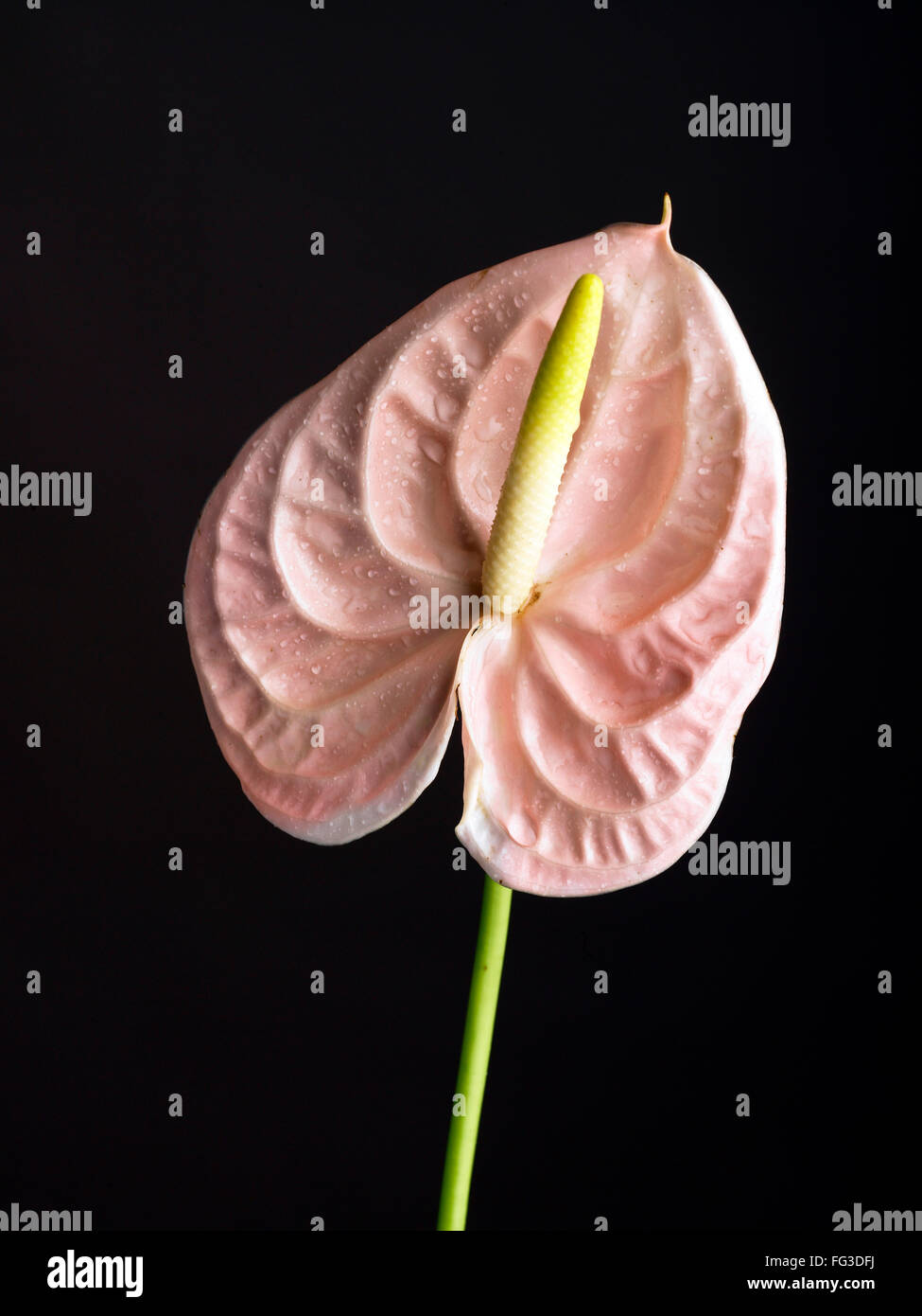 Light pink color anthurium flower on black background, anthurium ...