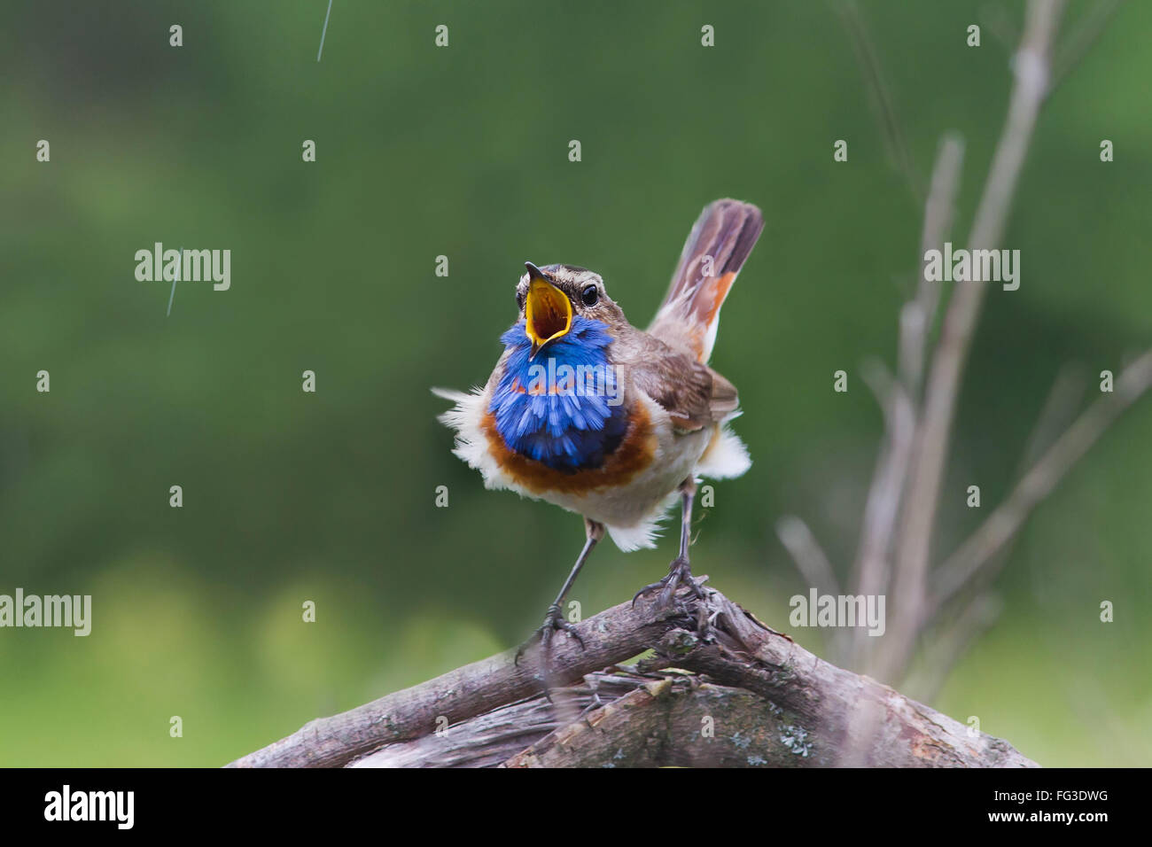bird animal is one beautiful male Bluethroat Nightingale sings the song ...