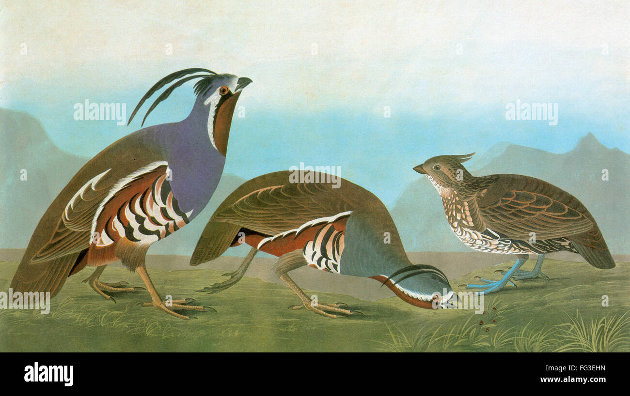 AUDUBON: QUAIL. /nMountain Quail, or Plumed Partridge (Oreortyx pictus ...