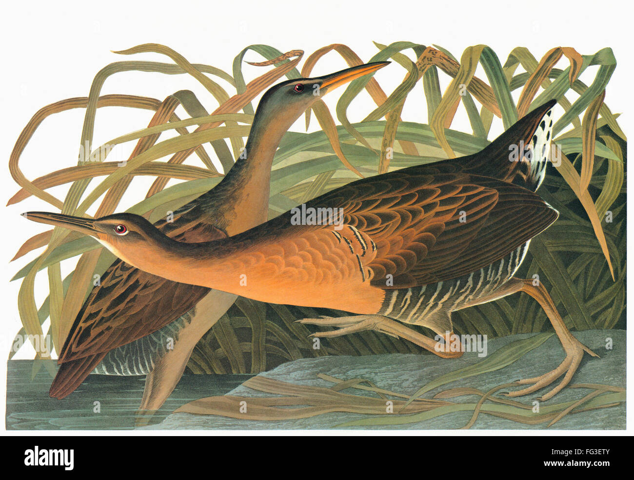 AUDUBON: RAIL. /nKing Rail (Rallus elegans). Engraving after John James ...
