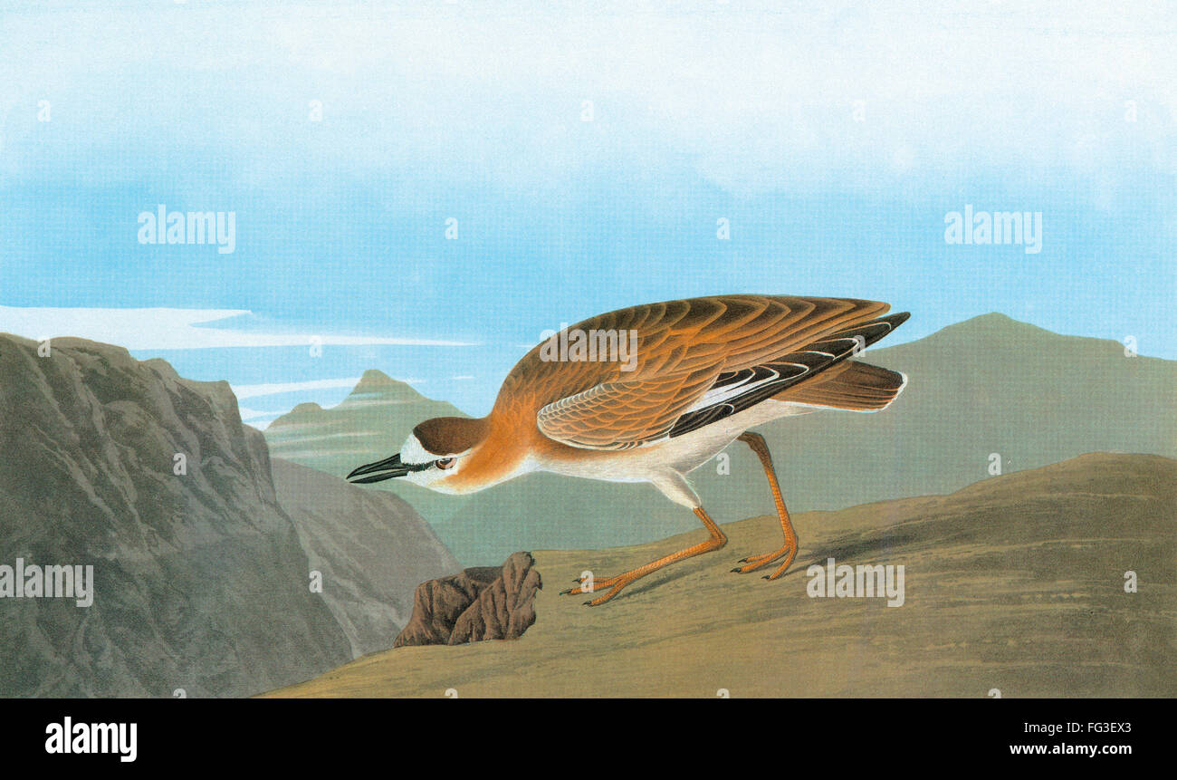 AUDUBON: PLOVER. /nMountain Plover (Charadrius montanus). Engraving ...
