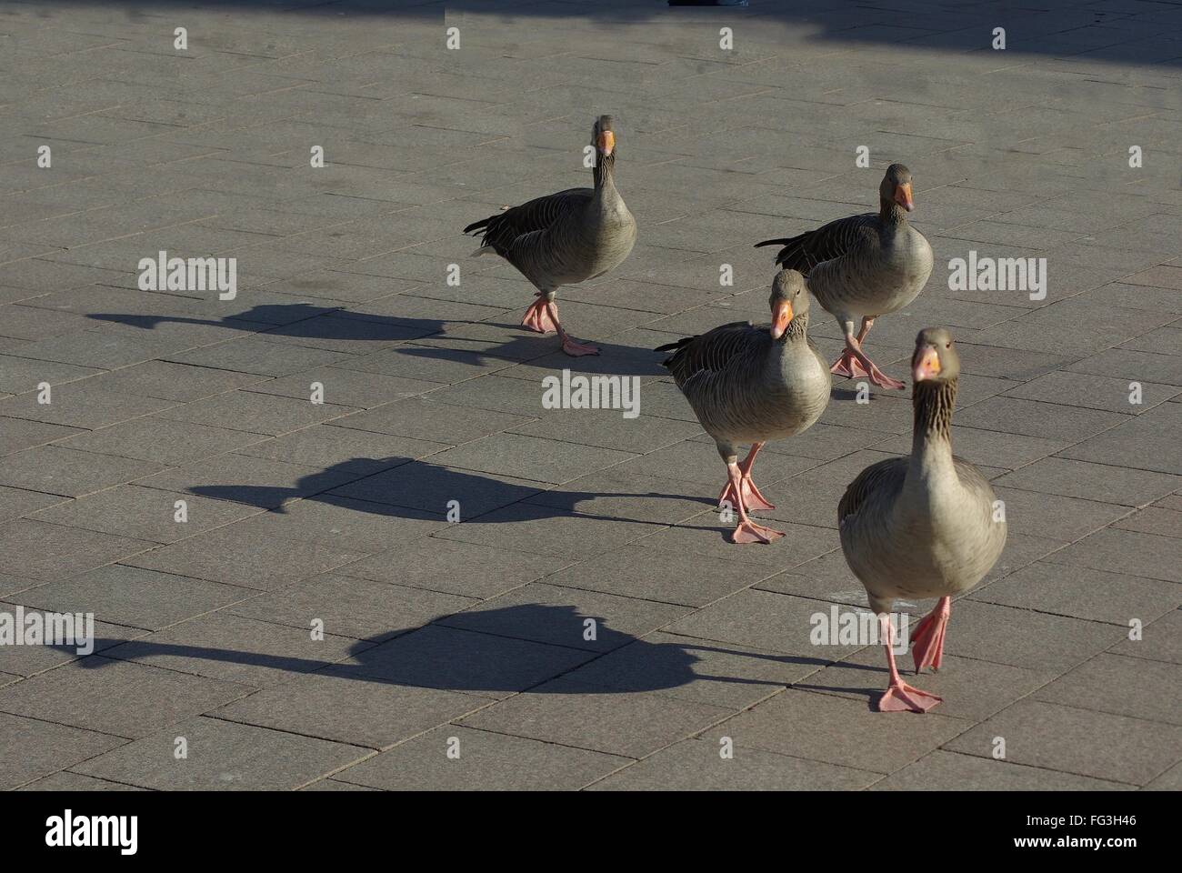 Ducks Walking On Street Stock Photo - Alamy