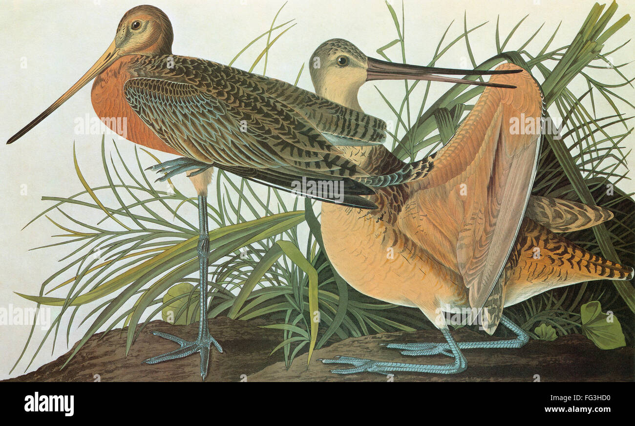 AUDUBON: GODWIT. /nMarbled Godwit (Limosa fedoa). Engraving after John ...
