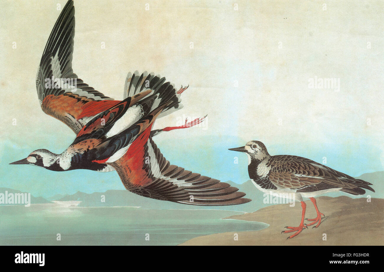 AUDUBON: TURNSTONE. /nRuddy Turnstone (Arenaria interpres). Engraving ...