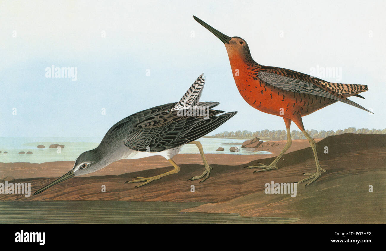 AUDUBON: DOWITCHER. /nShort-billed Dowitcher, or Red-breasted Snipe ...