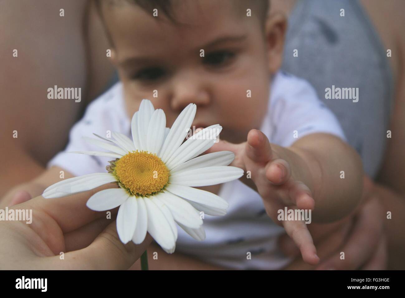 Baby daisy hi-res stock photography and images - Alamy
