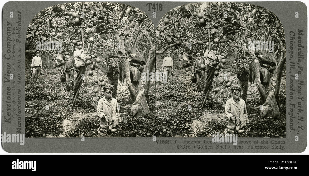 Lemon harvest sicily italy hi-res stock photography and images - Alamy
