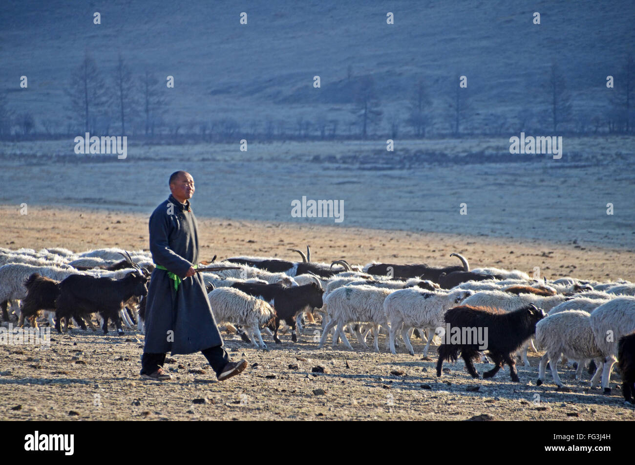 Cashmere Goat Wool High Resolution Stock Photography and Images - Alamy