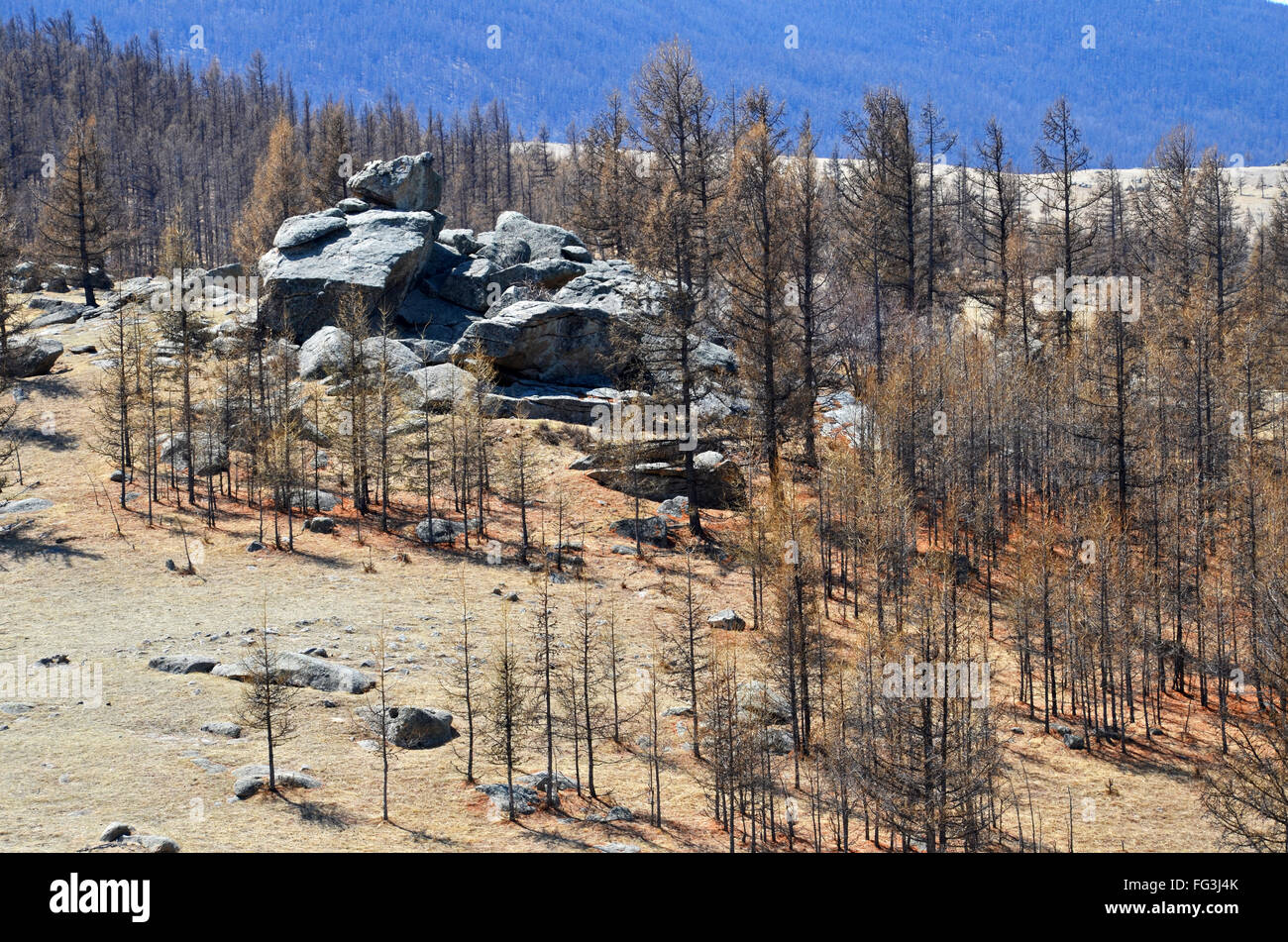 A rocky outcrop in a forest in Mongolia Stock Photo - Alamy