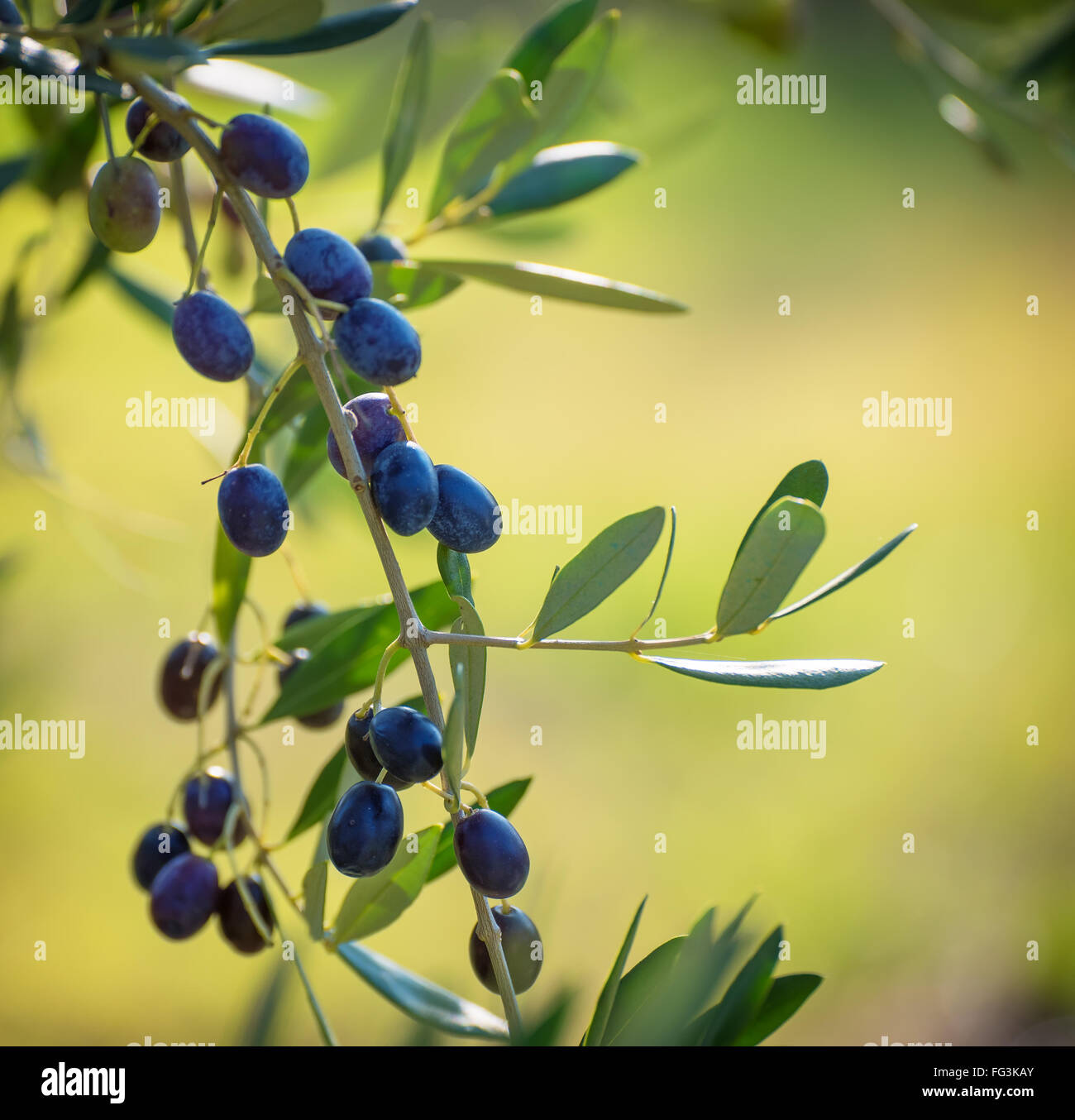 Olive tree with fruits Stock Photo - Alamy