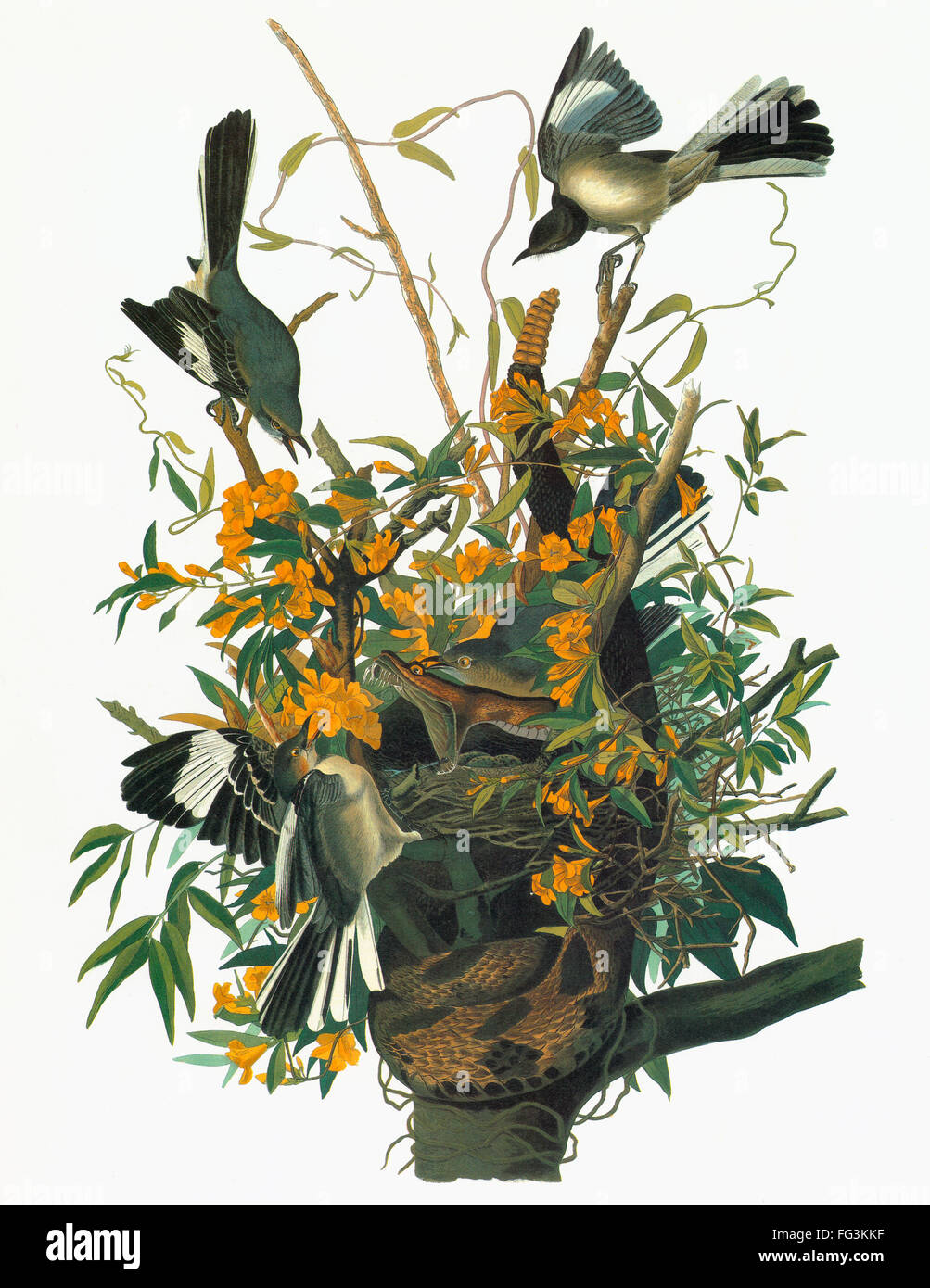 AUDUBON: MOCKINGBIRD. /nNorthern Mockingbird (Mimus polyglottos ...