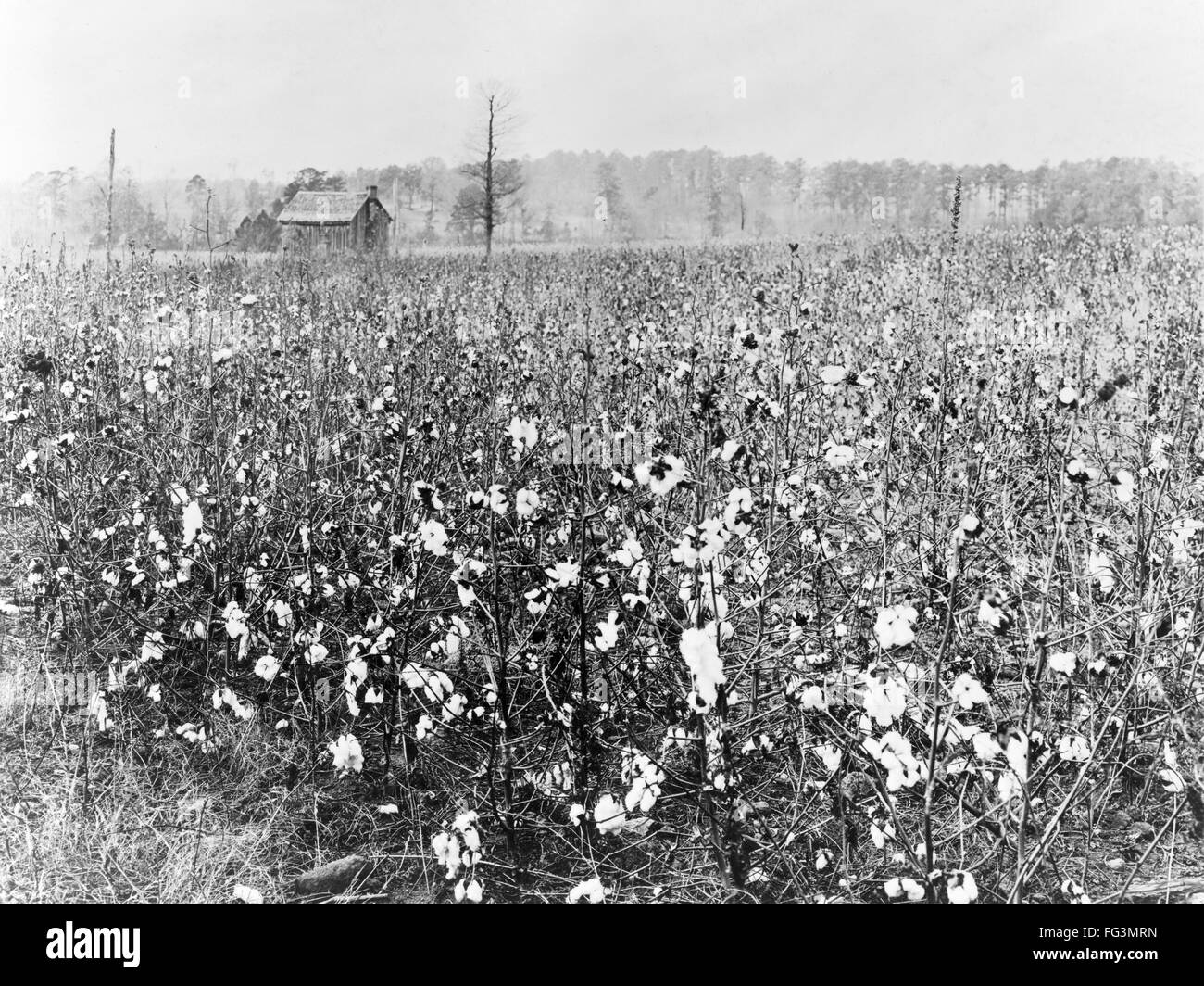 COTTON FIELD, c1922. /nA cotton field, probably in the American South ...