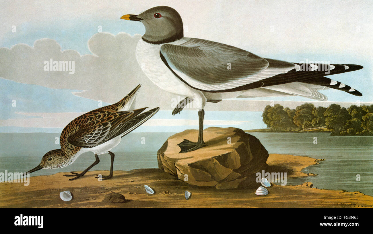 AUDUBON: GULL. /nSanderling (Calidris alba), left, and Sabine's Gull ...