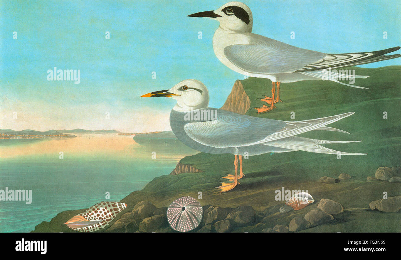 AUDUBON: TERNS. /nForster's Tern (Sterna forsteri), top, and Snowy ...