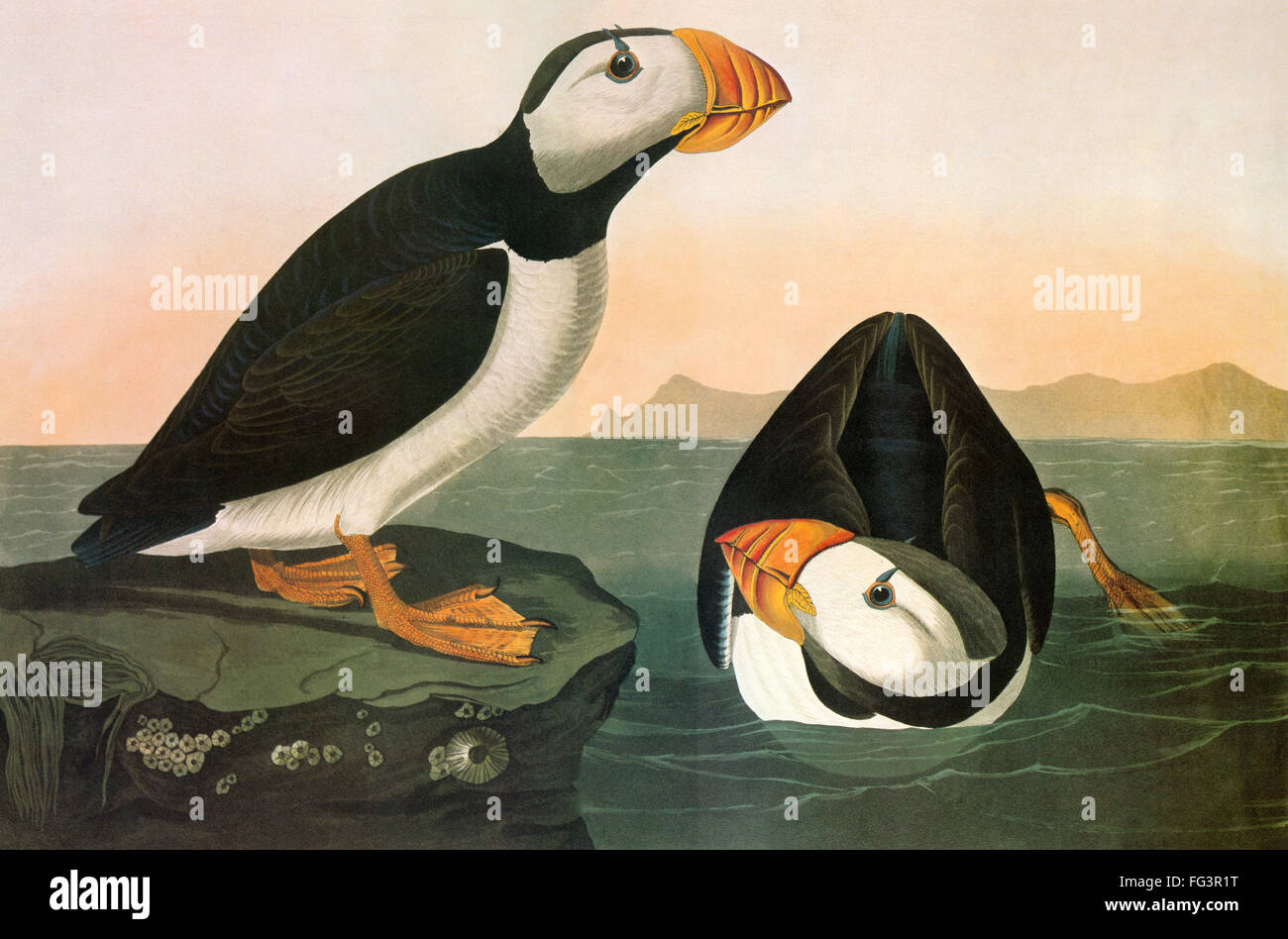 AUDUBON: PUFFIN. /nHorned Puffin (Fratercula corniculata). Engraving ...