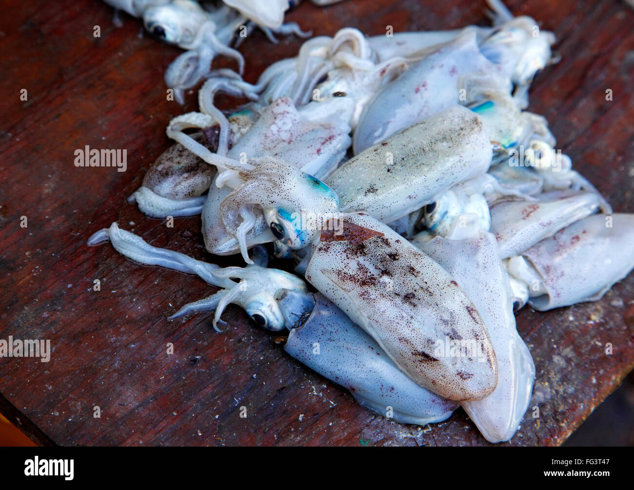 Fresh squid on a table at the Stone Town Fish Market in Zanzibar Stock ...