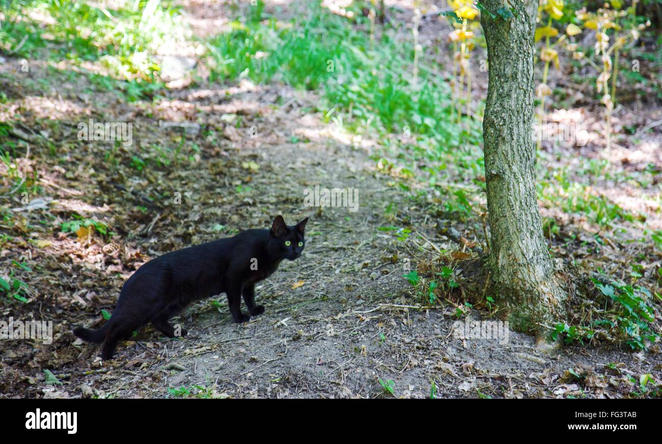 Domestic cat forest tree hi-res stock photography and images - Alamy