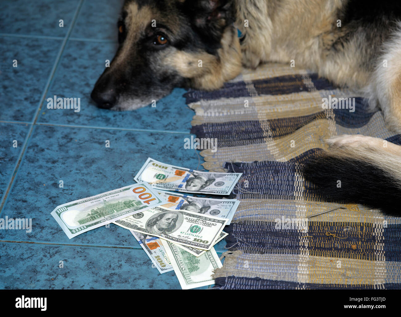 Dog Watching Cash Stock Photo - Alamy
