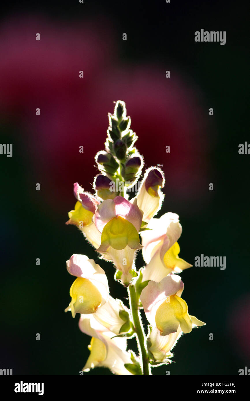 Snapdragon flower hi-res stock photography and images - Alamy