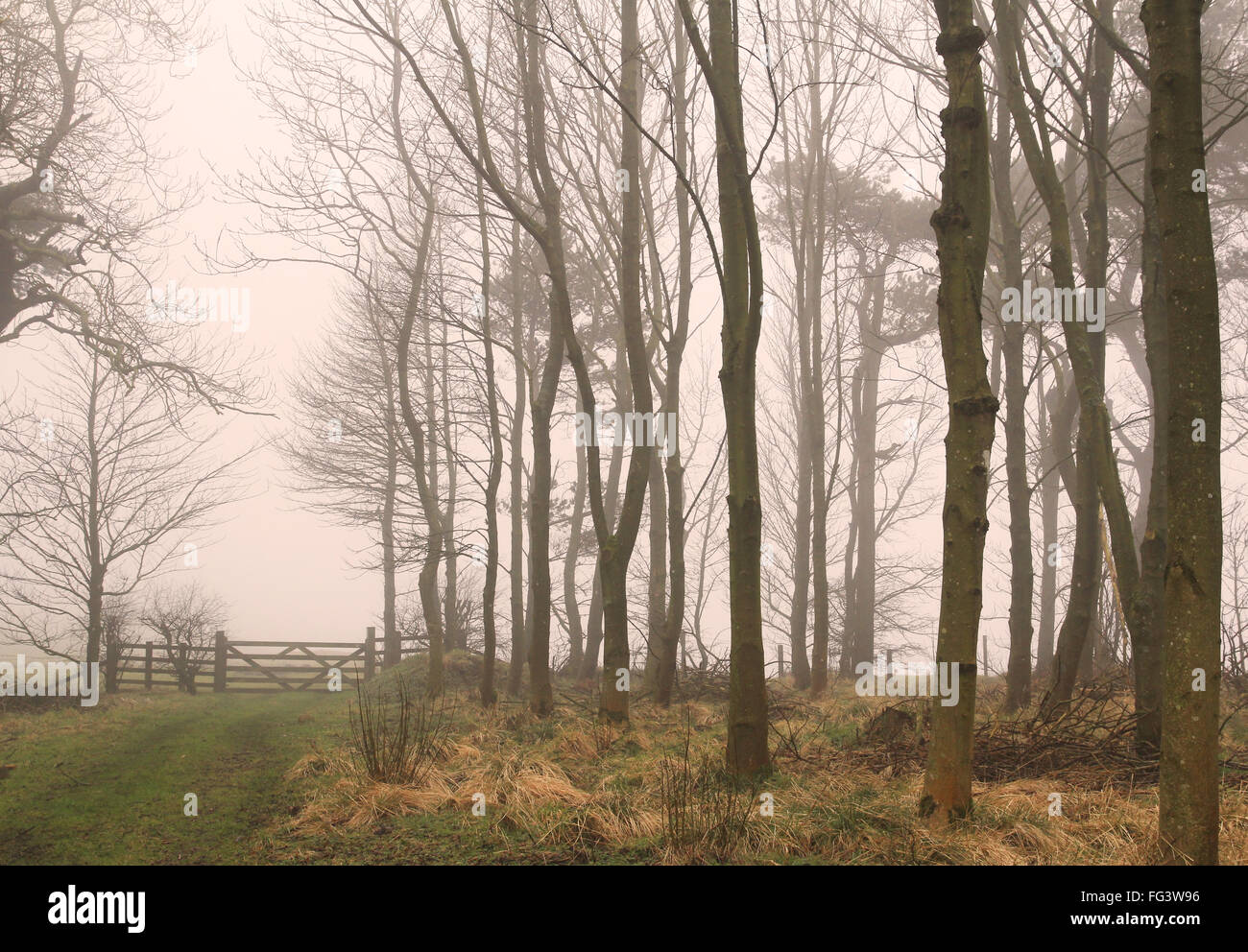 a sombre winter landscape in Northumberland Stock Photo - Alamy