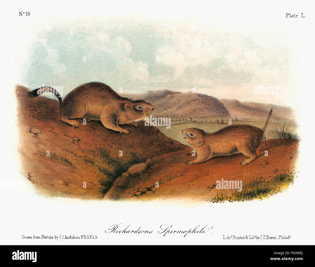 AUDUBON: SQUIRREL. /nRichardson's ground squirrel, or flickertail ...