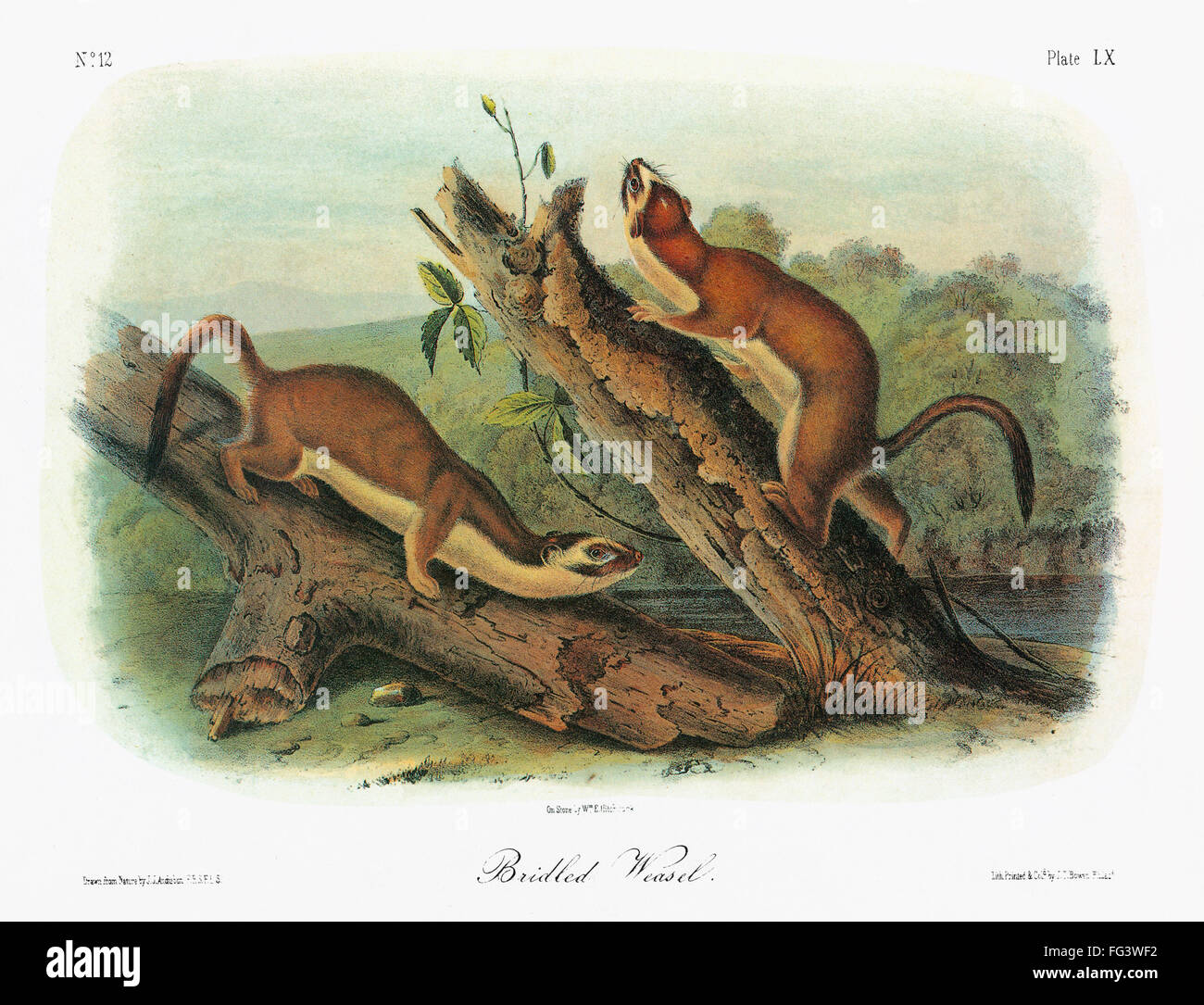 AUDUBON: WEASEL. /nBridled, or long-tailed, weasel (Mustela frenata) of ...