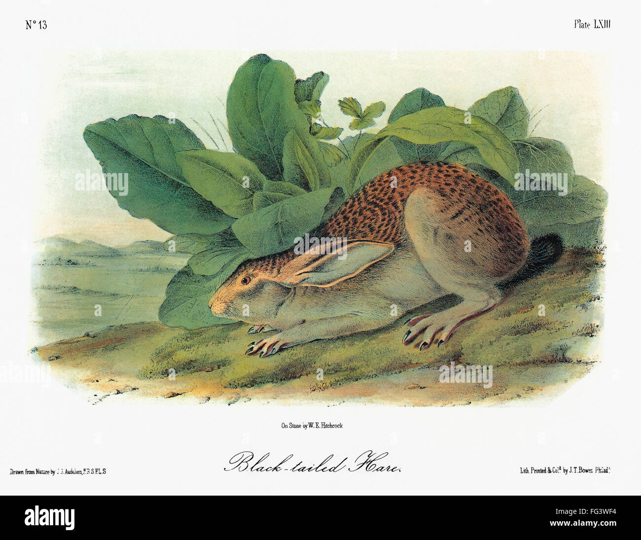 AUDUBON: RABBIT. /nWhite-sided jackrabbit, or Mexican hare (Lepus ...