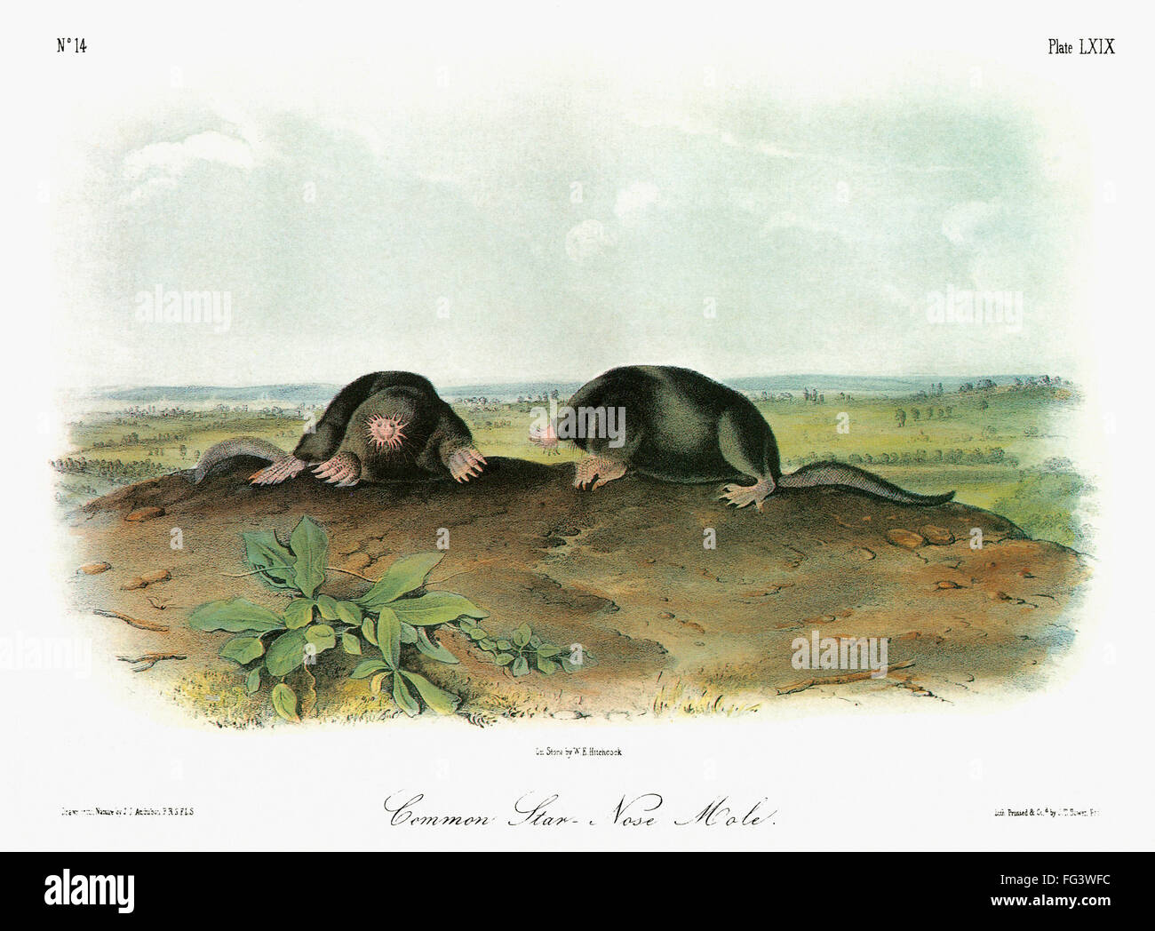 AUDUBON: MOLE. /nStar-nosed mole (Condylura cristata). Lithograph ...
