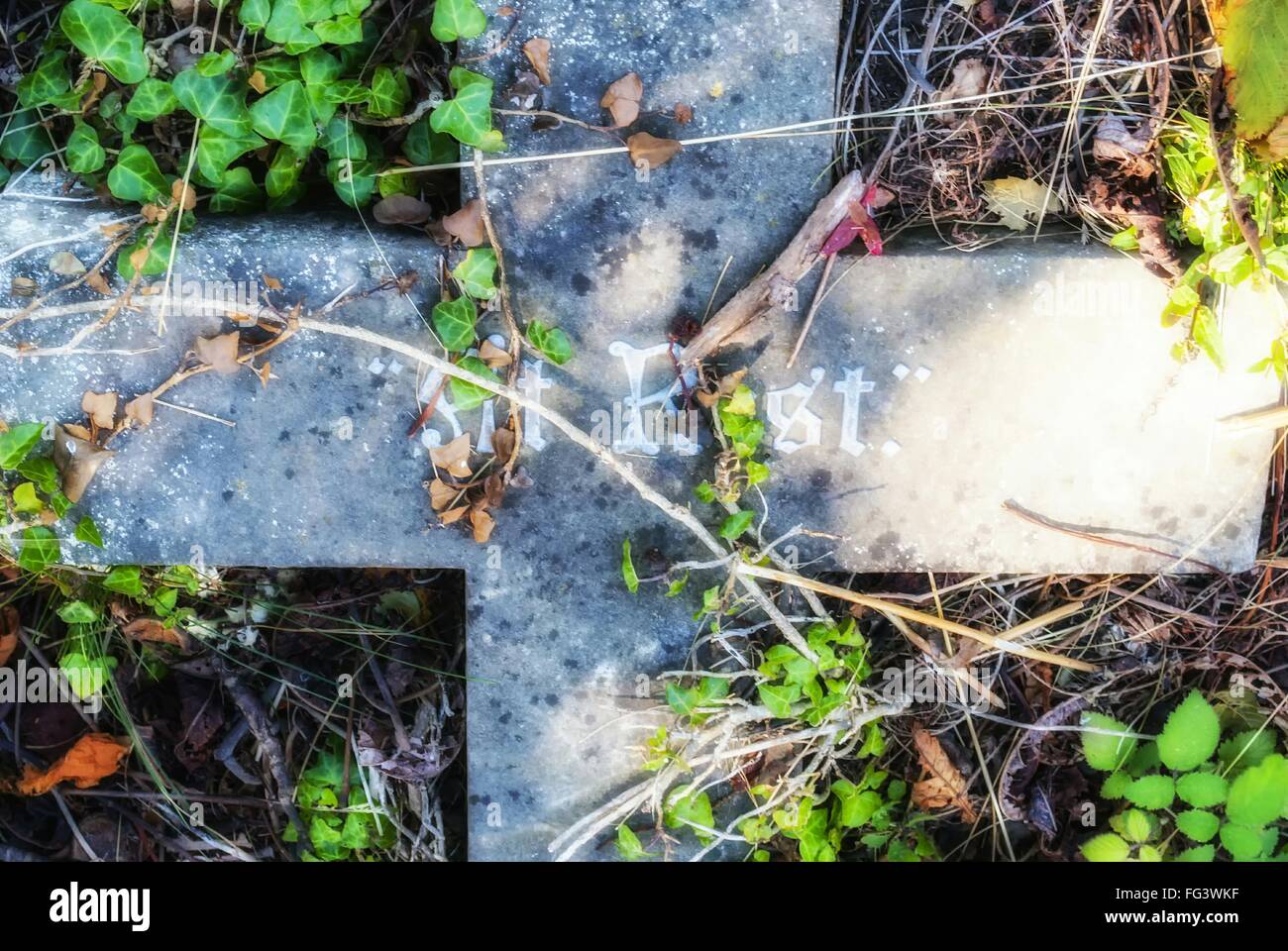 Old Growth Cemetery High Resolution Stock Photography and Images - Alamy