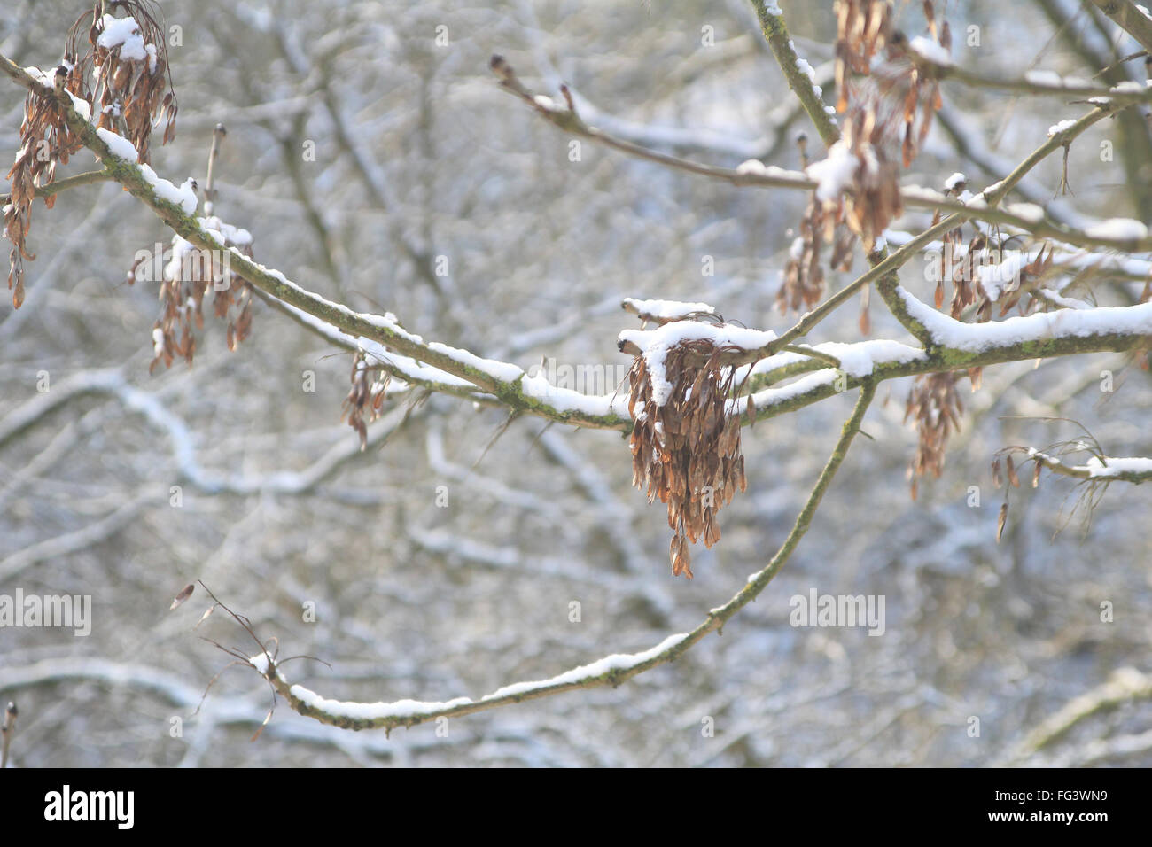 Mountain ash in winter Stock Photo - Alamy