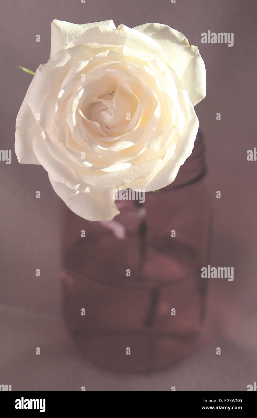 white rose in jam jar Stock Photo - Alamy