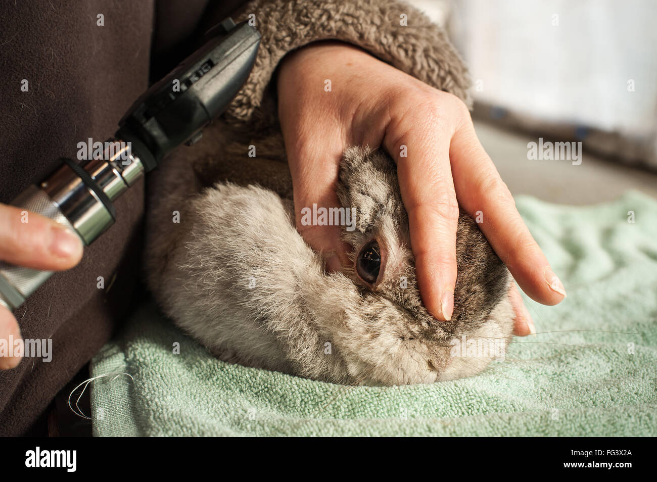 Eye inspection using opthalmoscope Stock Photo - Alamy