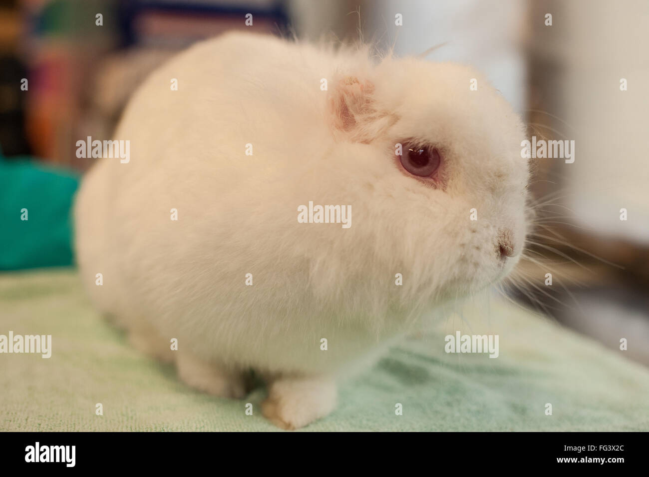 Pet rehome hi-res stock photography and images - Alamy