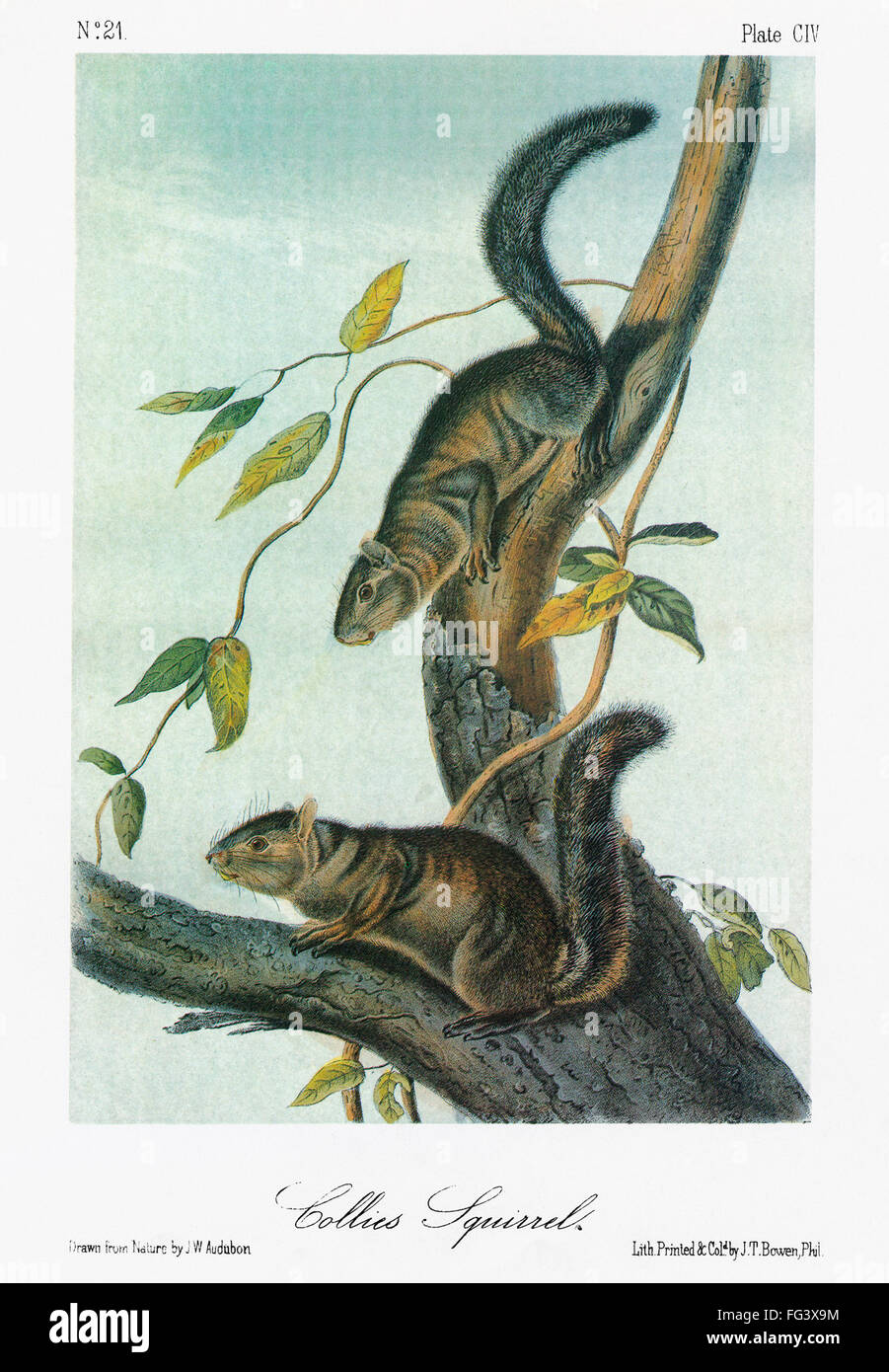 AUDUBON: SQUIRREL. /nCollie's squirrel (Sciurus colliaei). Lithograph ...