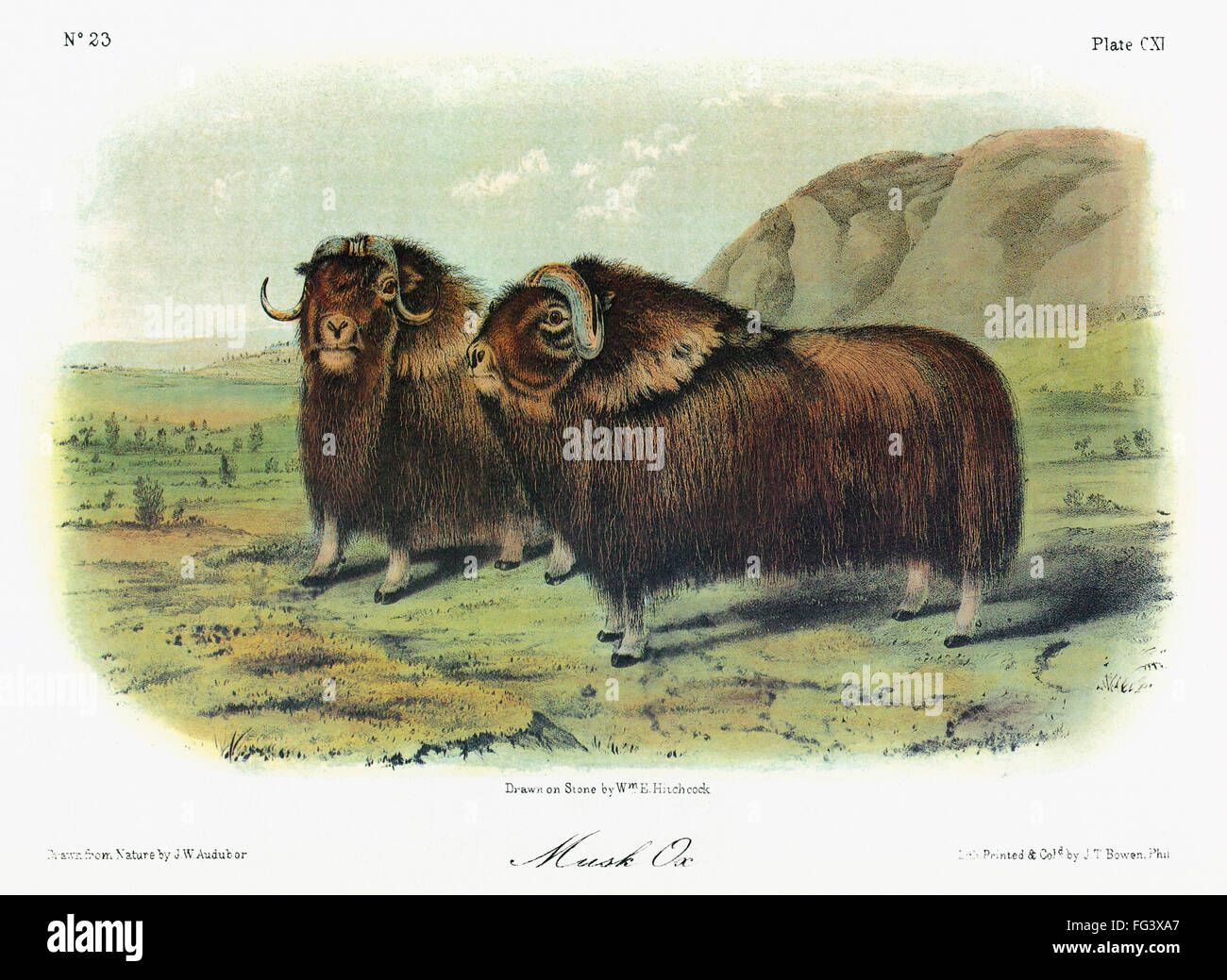 AUDUBON: MUSK OX. /nTwo male musk oxen (Ovibos moschatus). Lithograph ...