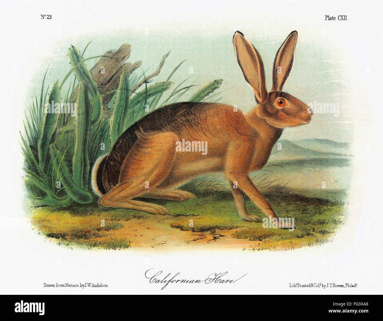 AUDUBON: RABBIT. /nBlack-tailed jackrabbit, also known as the American ...