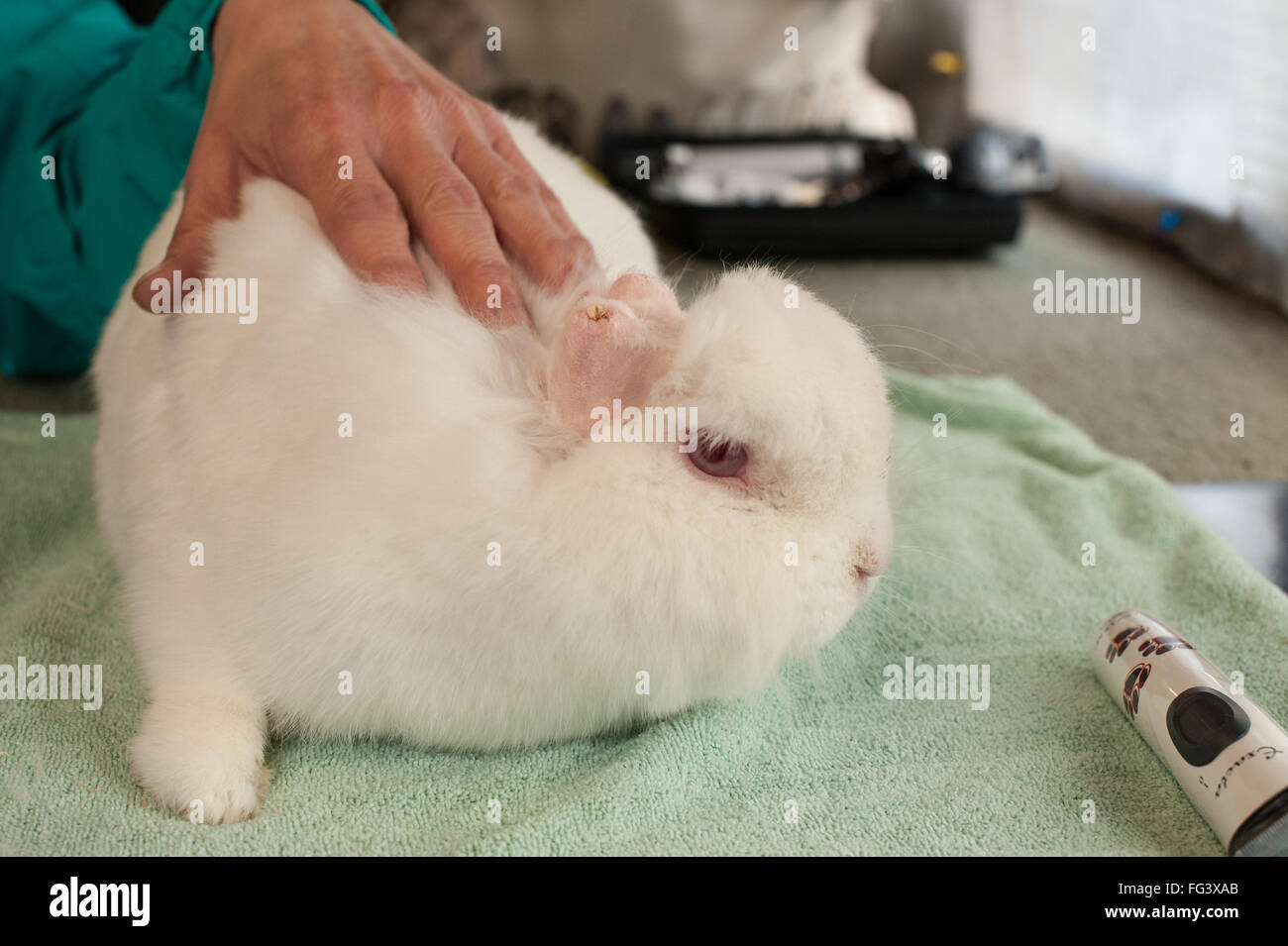 Clipped ear hi-res stock photography and images - Alamy