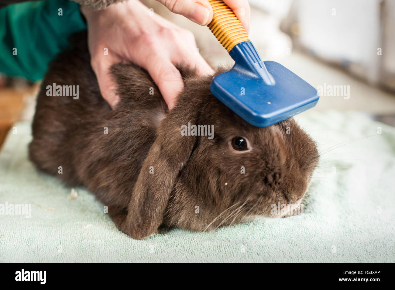 Lagomorphy hi-res stock photography and images - Alamy