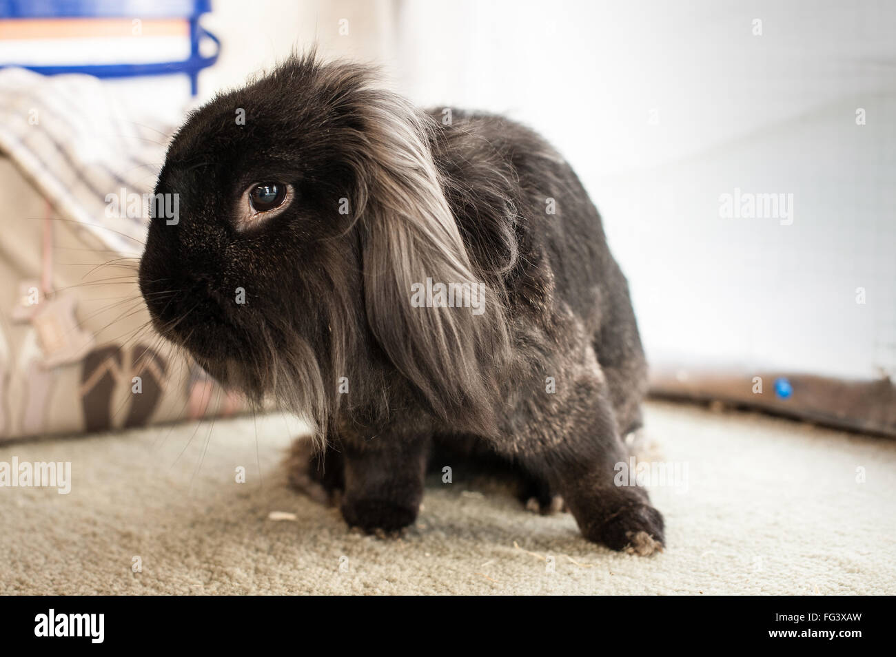 Domesticated rabbits hi-res stock photography and images - Alamy