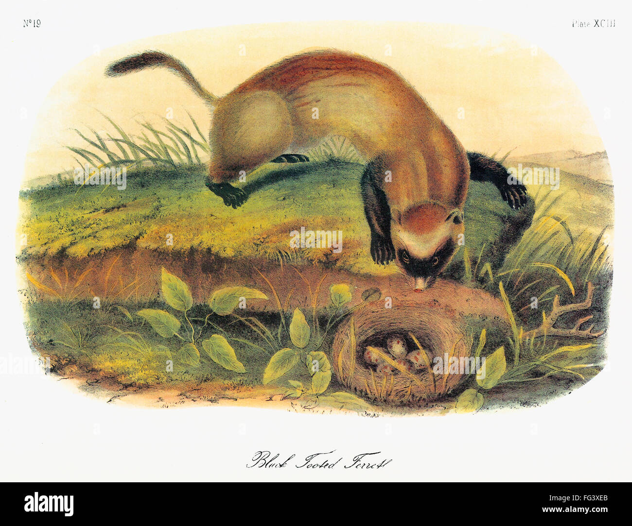 AUDUBON: FERRET. /nBlack-footed ferret, or American polecat (Mustela ...