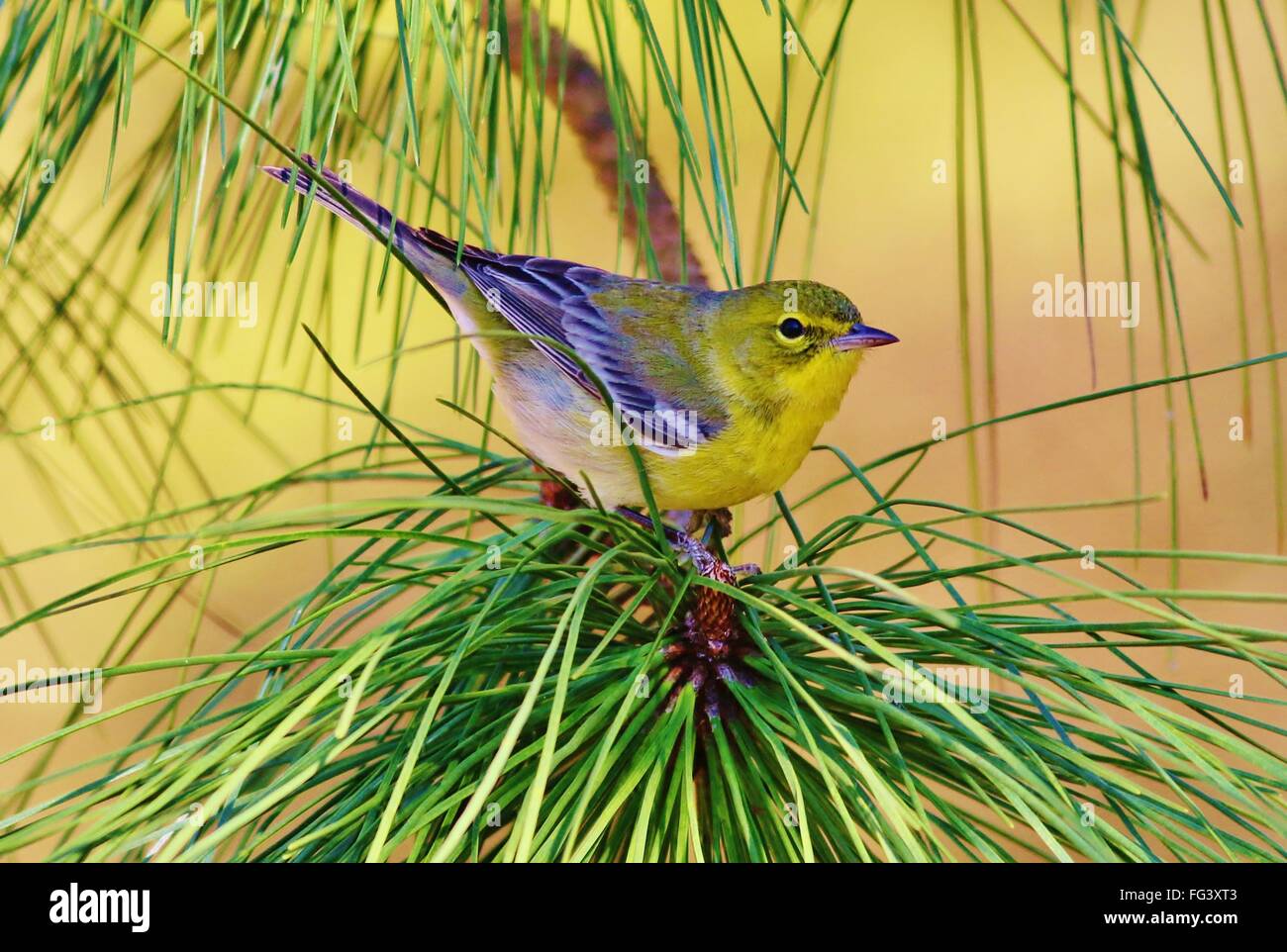 Pine Warbler in a longleaf pine tree Stock Photo - Alamy